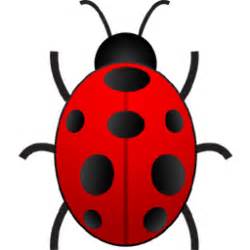 Bug PNG PNG All