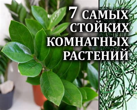 ТОП 7 самых неприхотливых комнатных растений Любимая усадьба Дзен