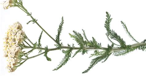 How To Grow Plants From Leaves A Beginners Guide To Leaf Propagation Sharingideas Me