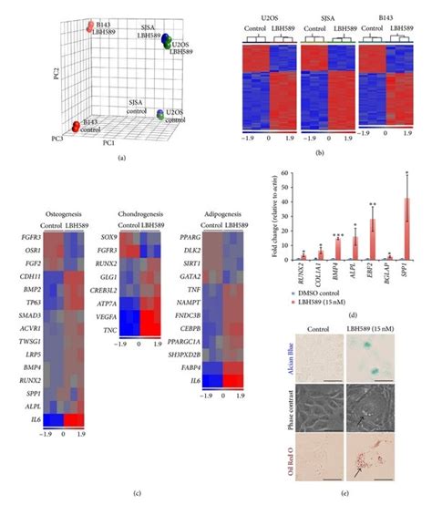Microarray Analysis Of Human Osteosarcoma Cell Lines A Principle