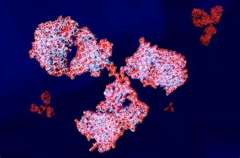 Accelerate Antibody Production Why Top Biotech Firms Choose Biointron