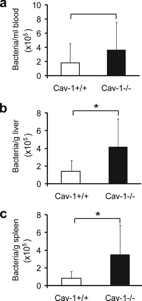 Elevated Bacterial Burdens In Caveolin 1 Null Mice In Sepsis