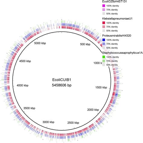 Comparative Genome Visualization Of Uroptahogenic Bacteria Download