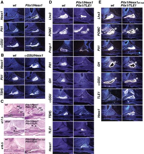 Temporal Regulation Of A Paired Like Homeodomain Repressor Tle Corepressor Complex And A Related