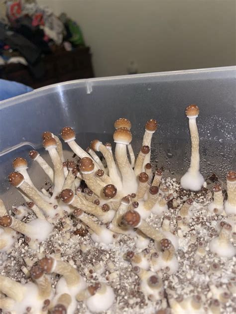 Skinny Guys With Fuzzy Feet Rshrooms