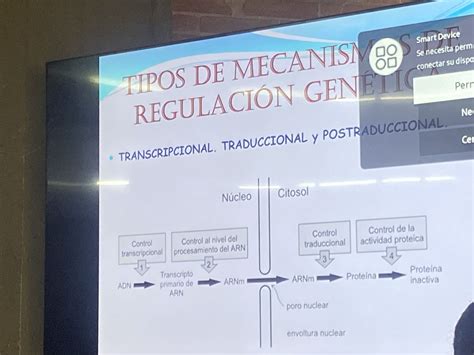 Regulación Génica La Notocorda Tiene Tres Funciones Línea Media Centro
