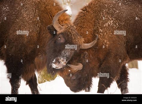 Two European Bison Bison Bonasus Fighting Bialowieza Np Poland