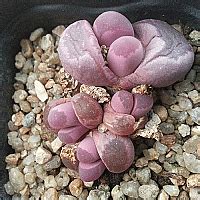 루비 자연군생 분째배송 엑스플랜트