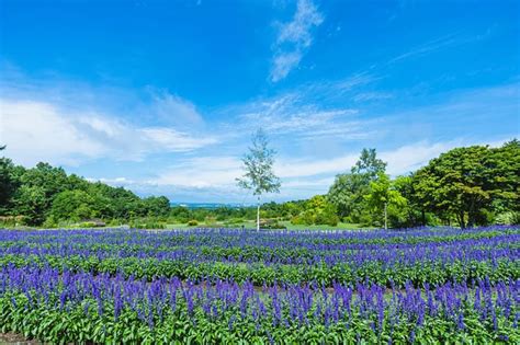 Sodane 遠出ができない静かな夏の十勝 「どこかへ行けるかもしれない扉」を探しに・・・