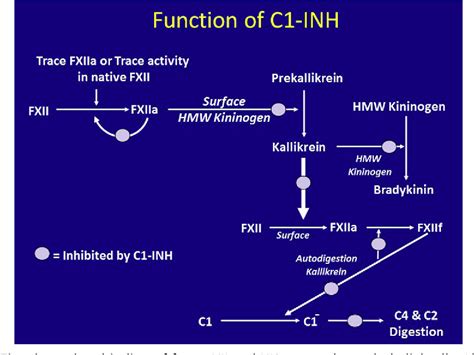 Figure 3 From Pathogenesis Of Hereditary Angioedema The Role Of The