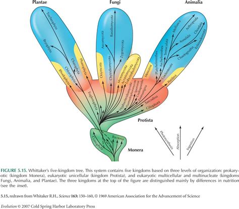 Classification Of Living Things 5 Kingdoms