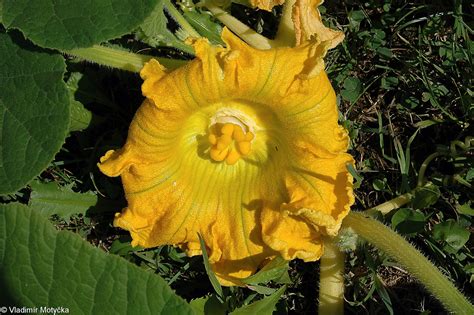 Cucurbita Maxima • Floraveg Eu