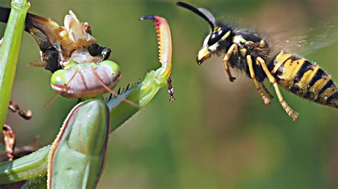 Wasp Vs Praying Mantis Wasp Steals From Mantis