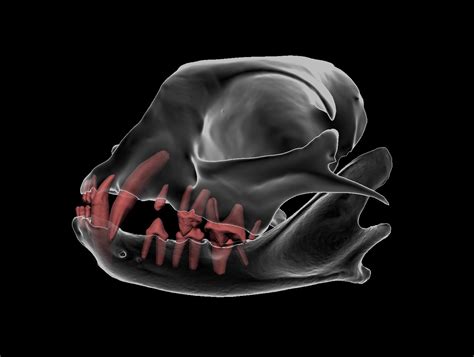 Cat Teeth Felidae Teeth Cat Anatomy Model Turbosquid 2297150