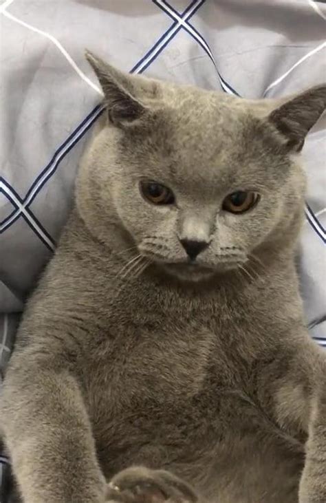 主人用貓語器翻譯，說要吃貓肉，貓咪竟然不敢跟主人動手了 每日頭條