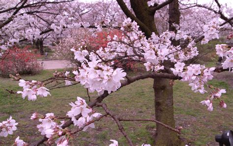 京都府立植物園