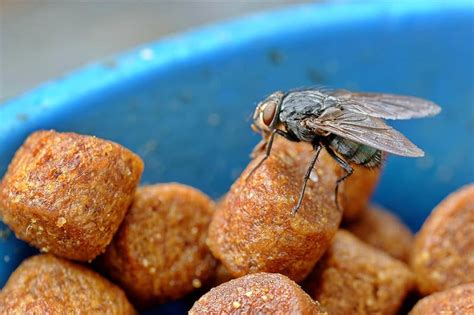 How To Keep Flies Away From Cat Food 5 Tips And Tricks Hepper