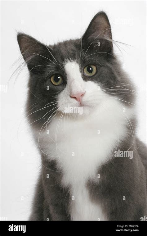 Male Norwegian Forest Cat Blue Smoke White Portrait Stock Photo Alamy