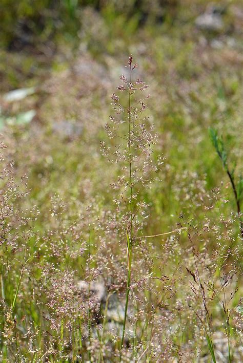 Agrostis tenuis - Изображение особи - Плантариум
