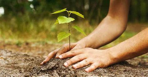 Qué Es La Reforestación Cuál Es Su Importancia Y Qué Beneficios Que
