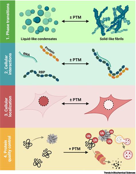 Post Translational Modifications On Rna Binding Proteins Accelerators