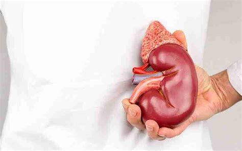 Creatinemia E Creatinina Cosè Come Si Misura E Quali Sono I Valori Normali