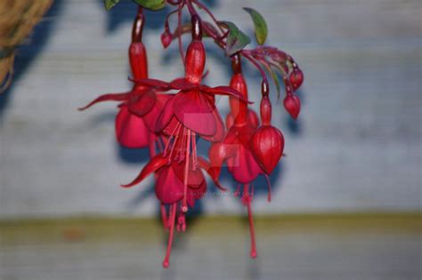 Red Fuchsia By Just Saying On Deviantart
