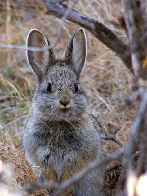 Unmanned Aircraft Examine Pygmy Rabbit Habitat