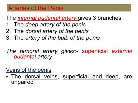 Male External Genitalia Ppt