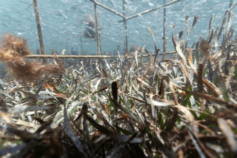 Rebalancing Bermudas Ecosystem A Solution For Carbon Sequestration And Biodiversity