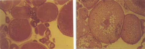 Ovary Of H Fossilis The Site Of Sex Signals And Index To Record The