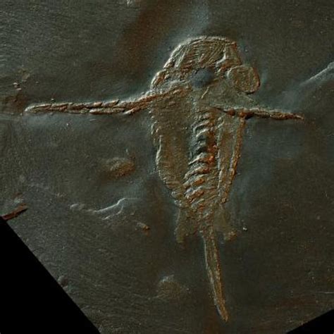 Fossil Reveals The Origins Of Claws