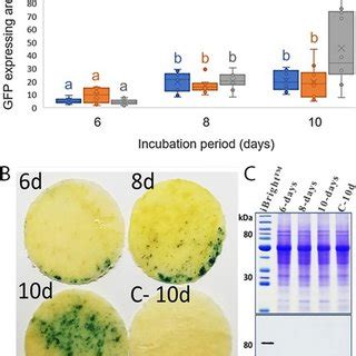 A Simple And Efficient Agroinfiltration Method For Transient Gene Expression In Citrus Request PDF