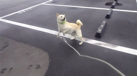 5시 30분만 되면 내가 퇴근하는지 안 하는지 계속 감시하는 공장 진돗개 L 퇴근 전 산책 나가면 저렇게 팔짝 뛰면서 좋아한다 L 똑똑해도 너무 똑똑한 진돗개 Youtube