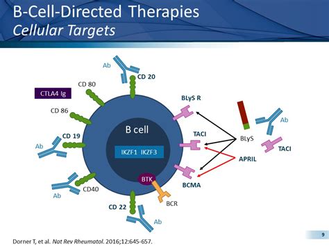 Systemic Lupus Erythematosus Advancing The Curve For Recognition And