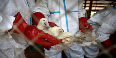 Guatemala Declara Alerta Por Influenza Aviar 800noticias
