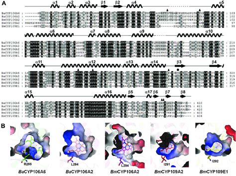 Multiple Sequence Alignment And Binding Mode Of Steroids A Multiple Download Scientific