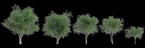 Cluster Trees Images Free Download On Freepik