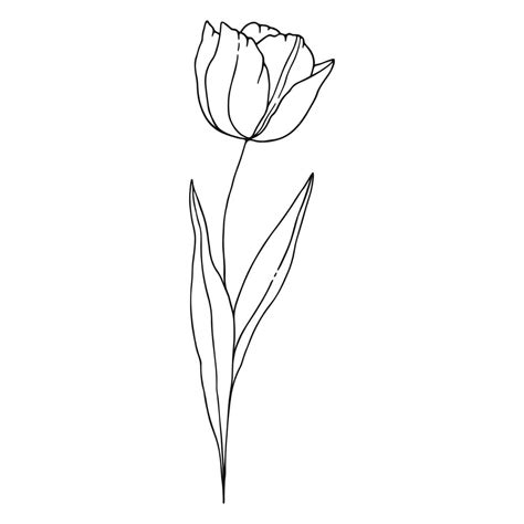 Tulip Outline Vector Svg Png  Pdf Files Craftpi