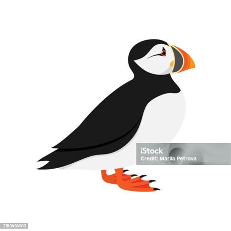 대서양 Puffin 조류 프로필 보기 흰색 배경에 고립되어 있습니다 벡터 일러스트 레이 션 검은색에 대한 스톡 벡터 아트 및