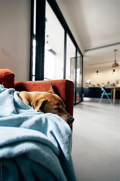 Lazing On The Sofa By Stocksy Contributor Eldad Carin Stocksy