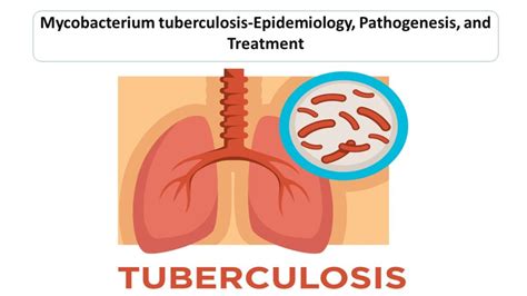 Structure Of Mycobacterium Tuberculosis Microbiology Notes