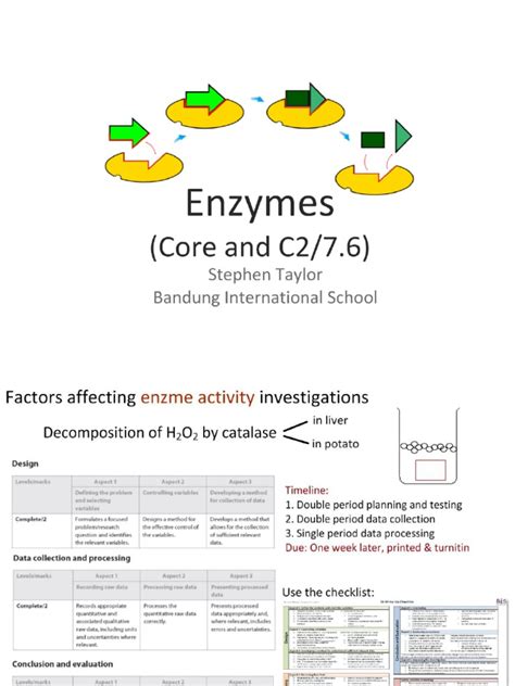 Enzymes Pdf