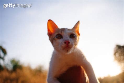 Cute Orange White Kitten 이미지 1486933628 게티이미지뱅크