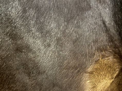 Photograph Of A Close Up Of Motif An Cow S Fur Stock Image Image Of
