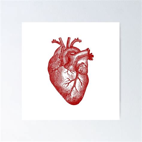Vintage Heart Anatomy Poster For Sale By Stilleskygger Redbubble