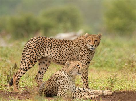 Conservation Challenges Of The Vaquita A Battle Against Extinction Biome Media