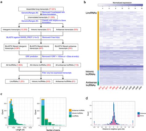 De Novo Lncrna Identification Using Soybean Rna Seq Data A Lncrna Download Scientific Diagram