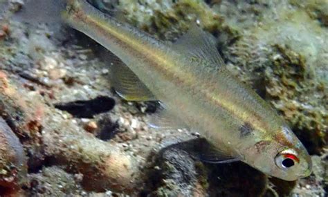 Creagrutus Meridionalis Креагрутус мерилионалис ВСЕ О ПРЕСНОВОДНЫХ