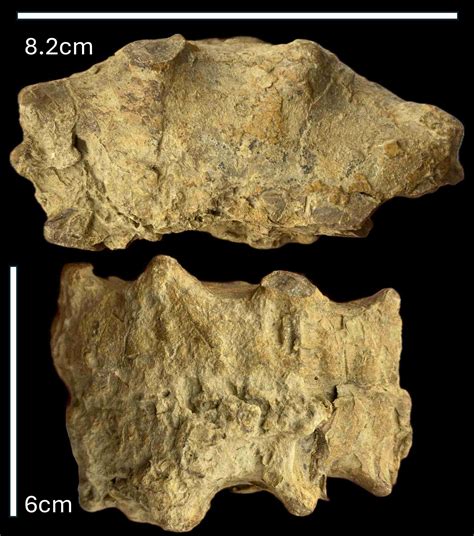 Fossils Of JackCounty Pennsylvanian Fossil Site